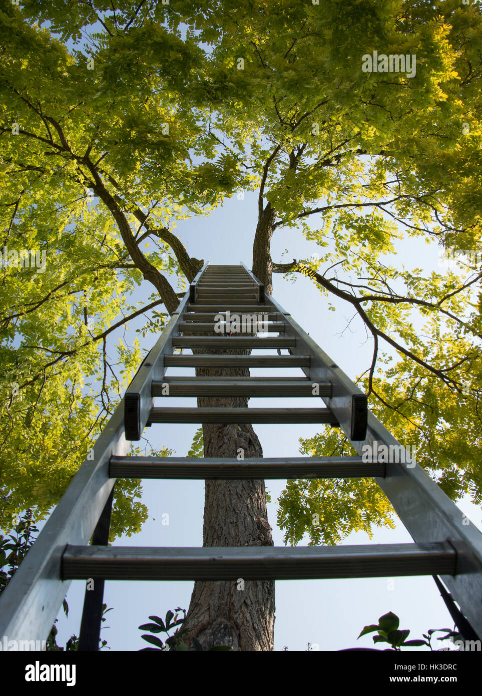 Ladder leading to the top of the tree Stock Photo - Alamy