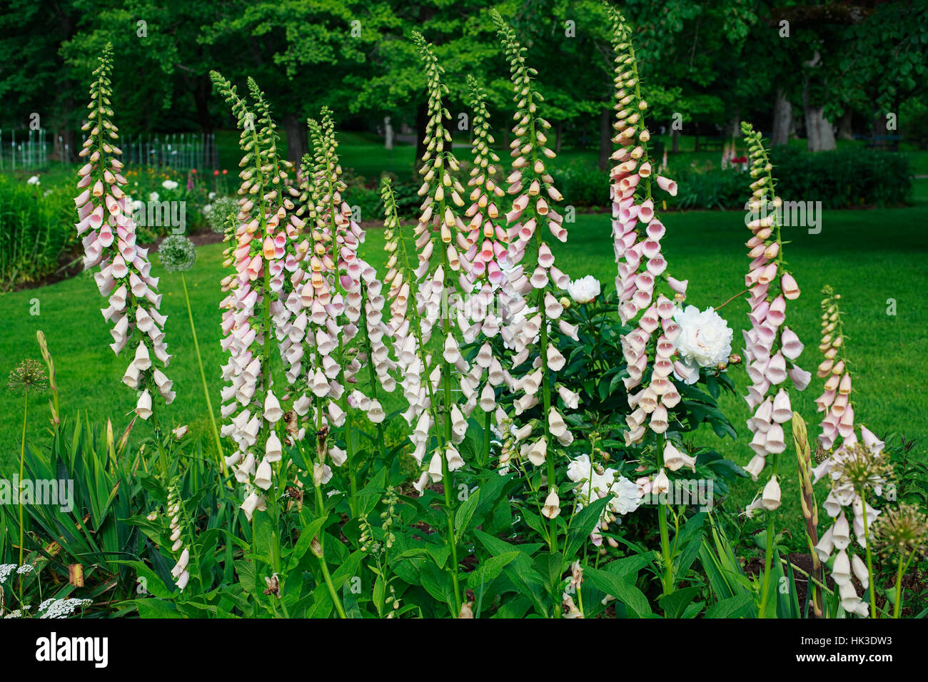 Old fashioned perennial hi-res stock photography and images - Alamy