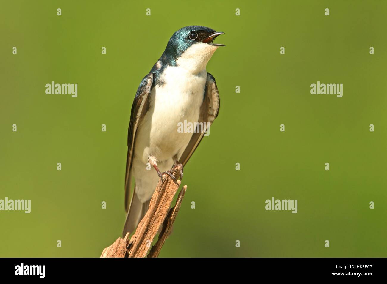 tree, bird, fauna, wild, animals, birds, wing, feathers, wildlife ...