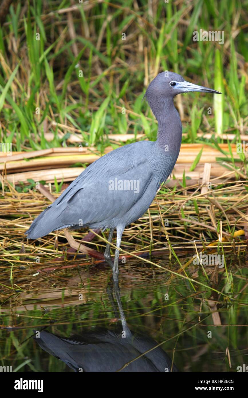animal, fauna, wild, swamp, birds, wing, feathers, wildlife, heron ...