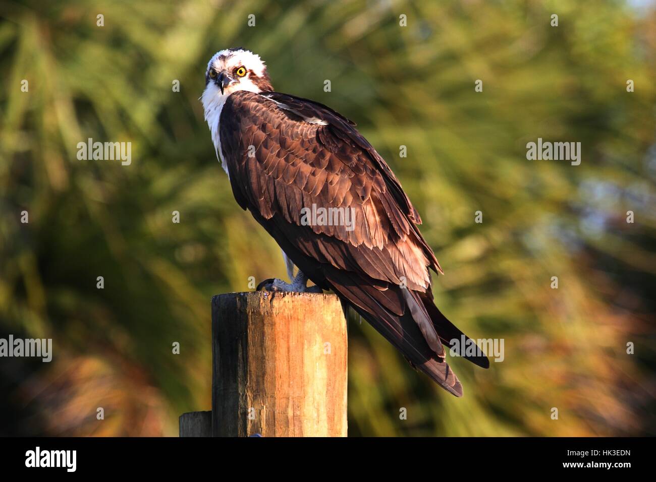 bird, wild, hunter, raptor, birds of prey, wildlife, hawks, osprey ...