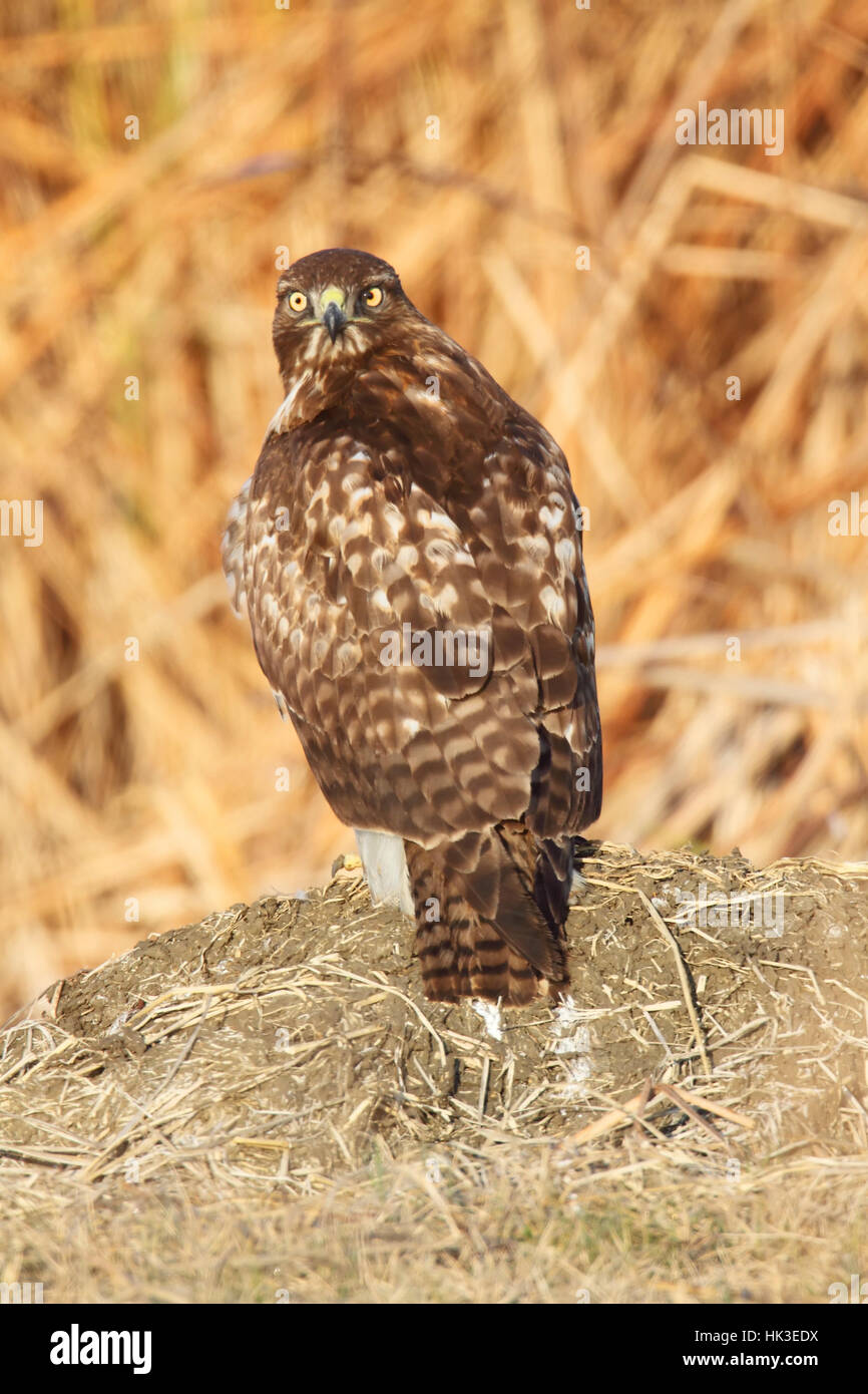 Avian animal raptor hi-res stock photography and images - Alamy