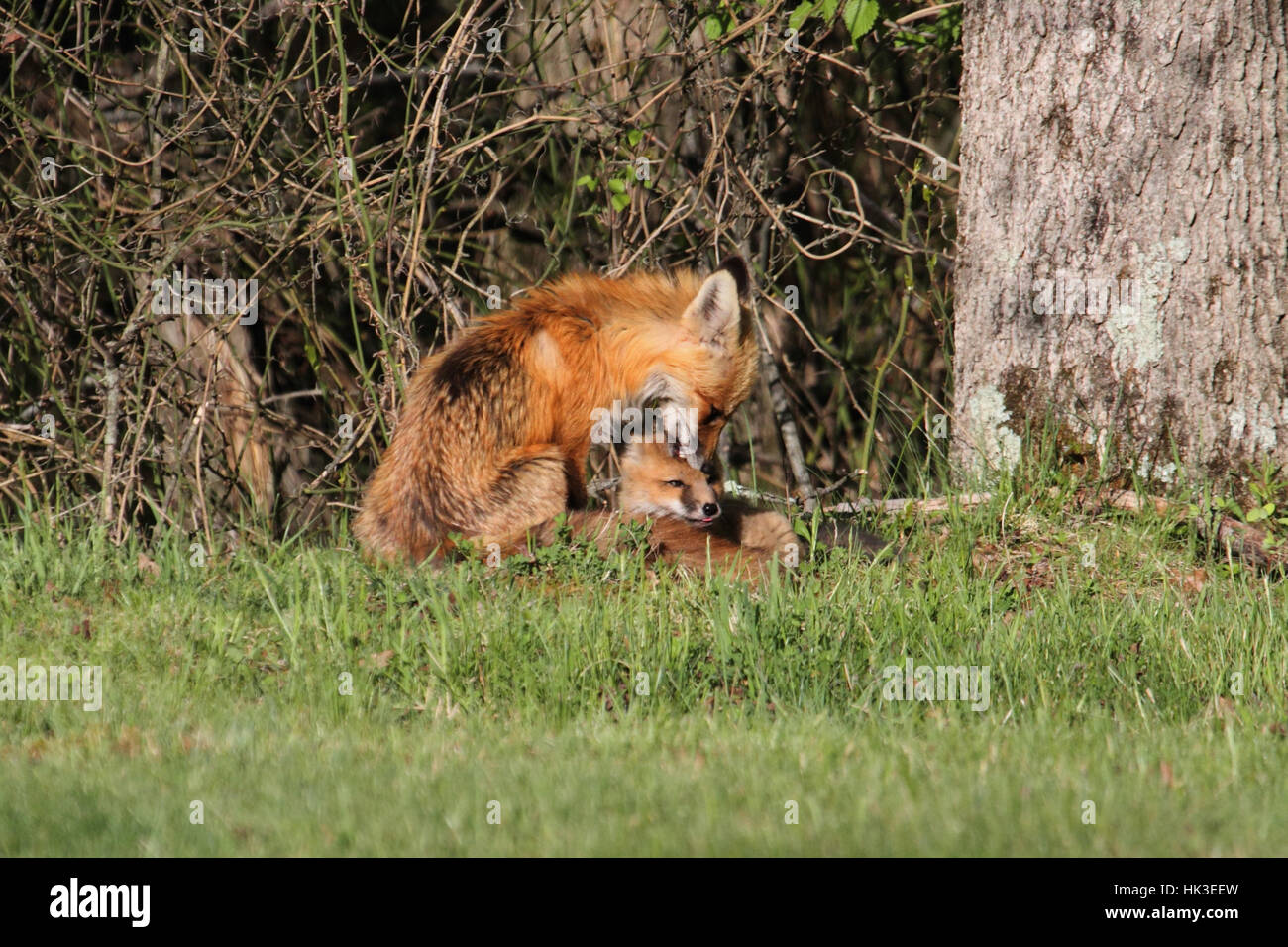 animal, mammal, wildlife, cub, baby, fox, kit, young, younger, newborn ...