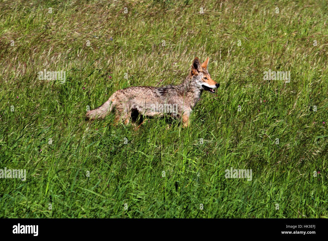 animal, mammal, wildlife, coyote, nature, animal, mammal, wild, spring ...