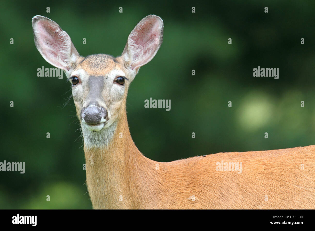 animal, mammal, wildlife, deer, animal, mammal, wild, spring, bouncing ...