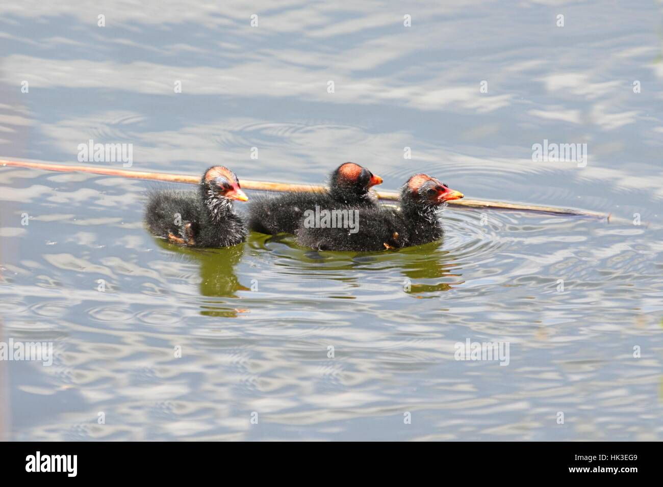Common Moorhen (Gallinula chloropus) babies in the Florida Everglades ...