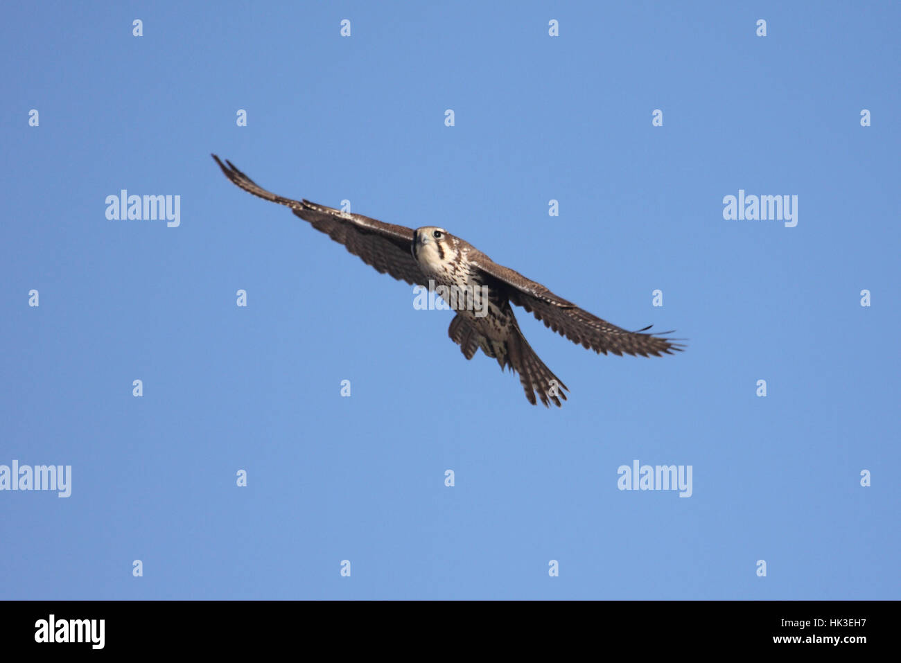 Prairie Falcon (Falco mexicanus) in flight against a blue sky Stock ...