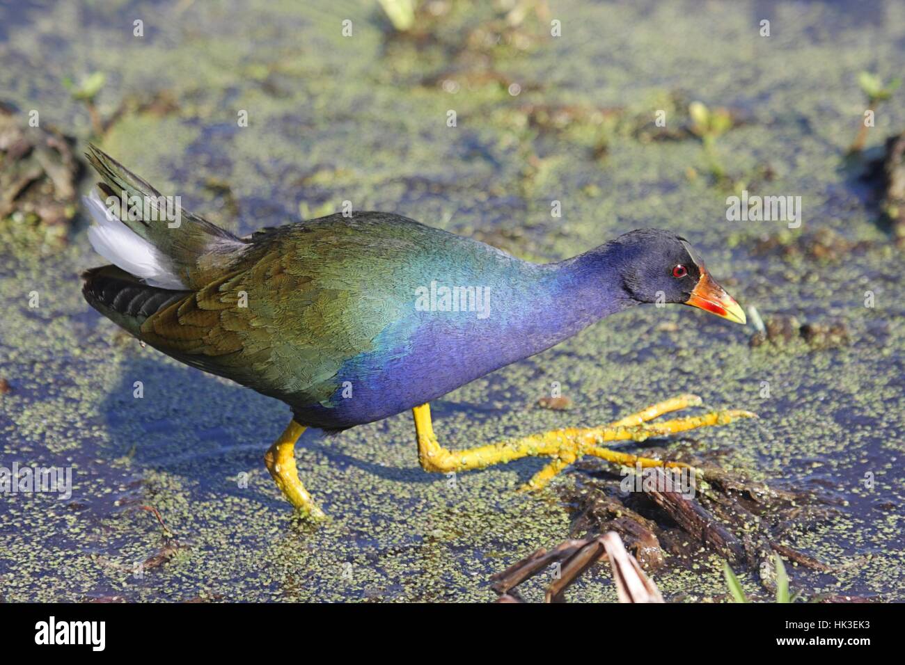 wild, rail, birds, nature, animal, fauna, wild, swamp, rail, birds ...