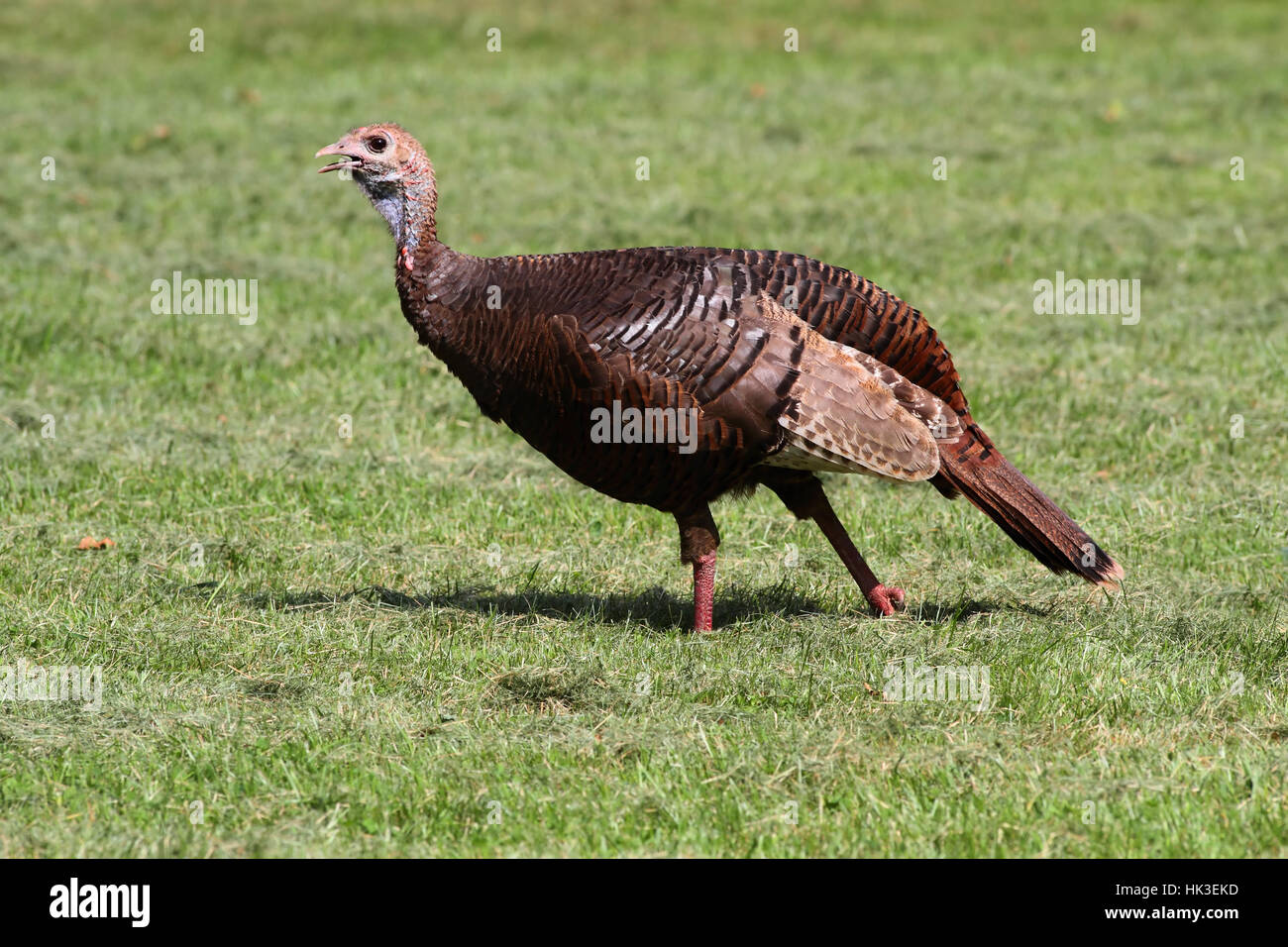 Birds of turkey hi-res stock photography and images - Alamy