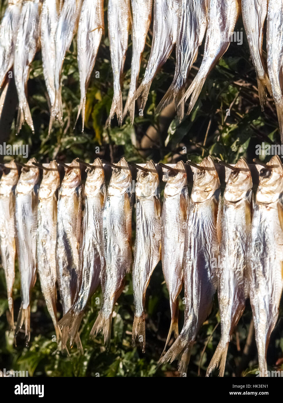 Lake Como, Italy. Typical fish named misultin dried in the sun Stock ...
