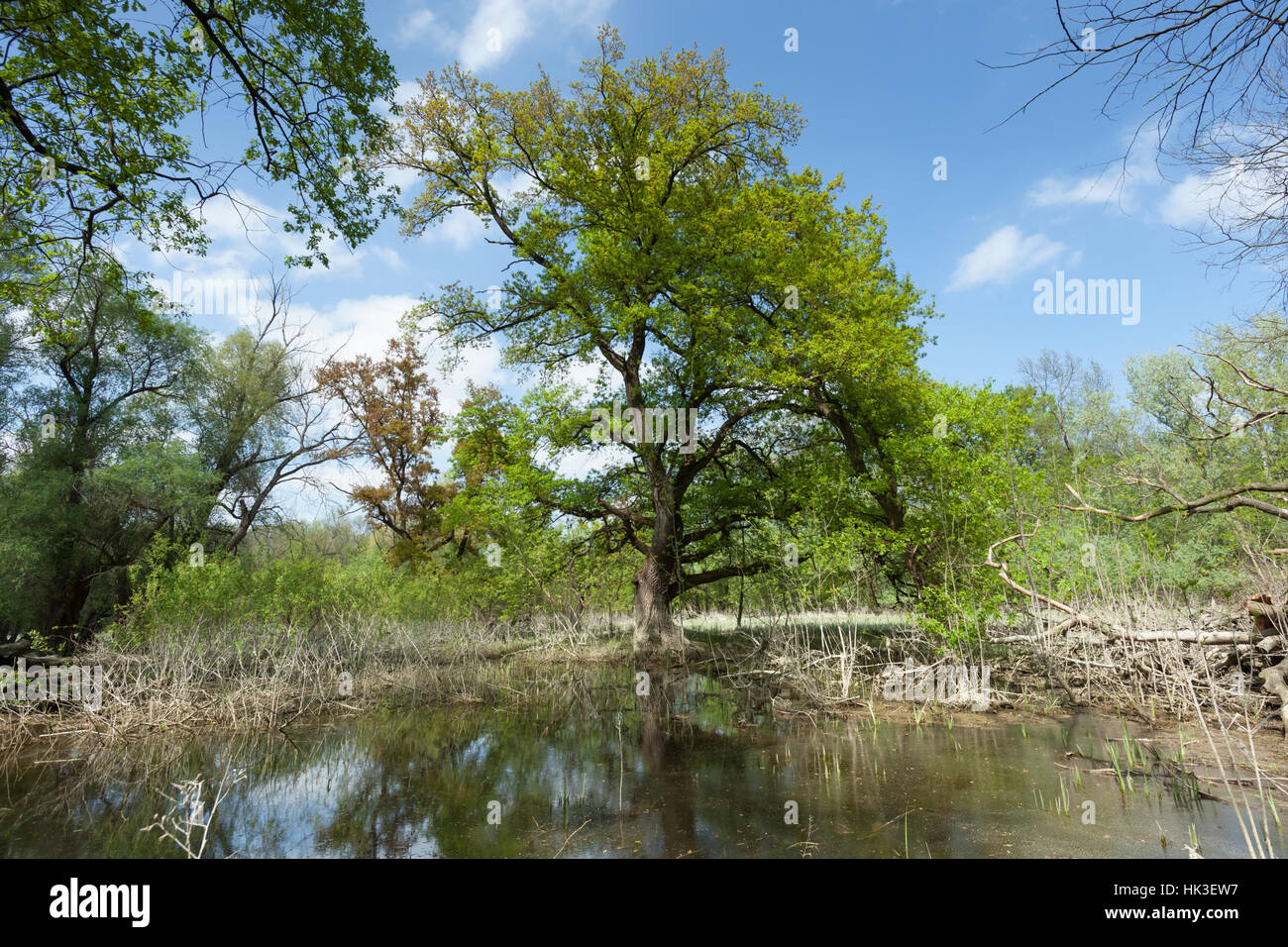 swamp, fen, floods, scenery, countryside, nature, forest, water ...