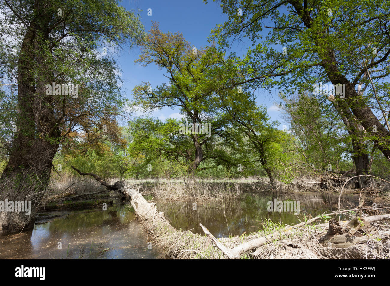 swamp, fen, floods, scenery, countryside, nature, forest, water ...