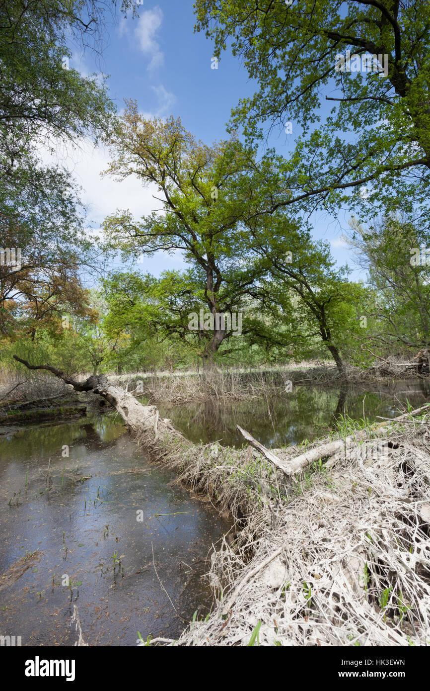 swamp, fen, floods, scenery, countryside, nature, forest, water ...