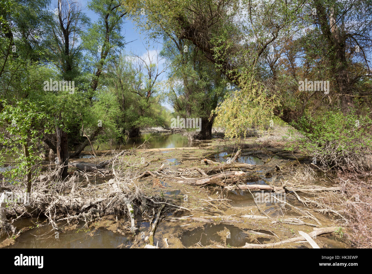 swamp, fen, floods, scenery, countryside, nature, forest, water ...