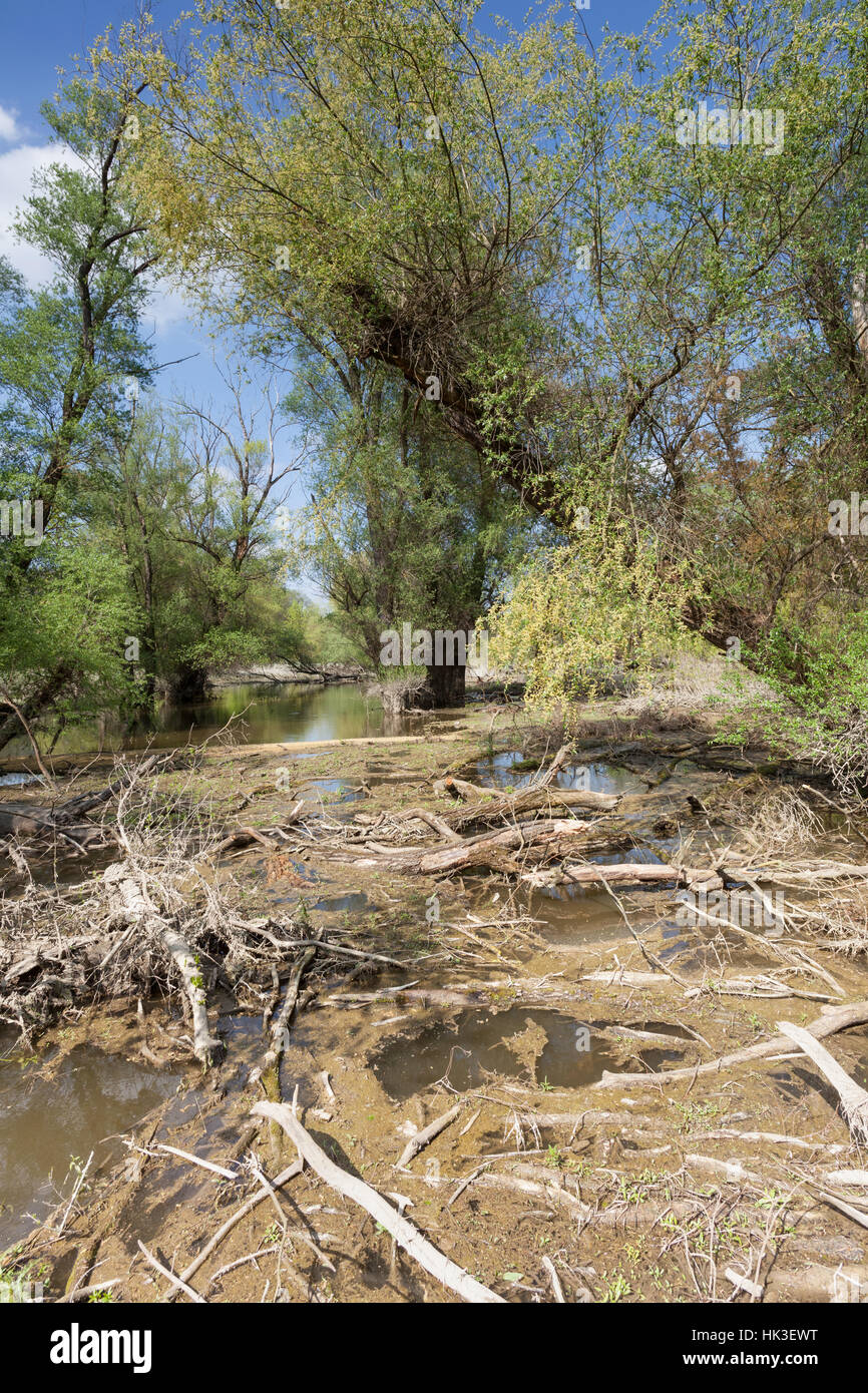 swamp, fen, floods, scenery, countryside, nature, forest, water ...