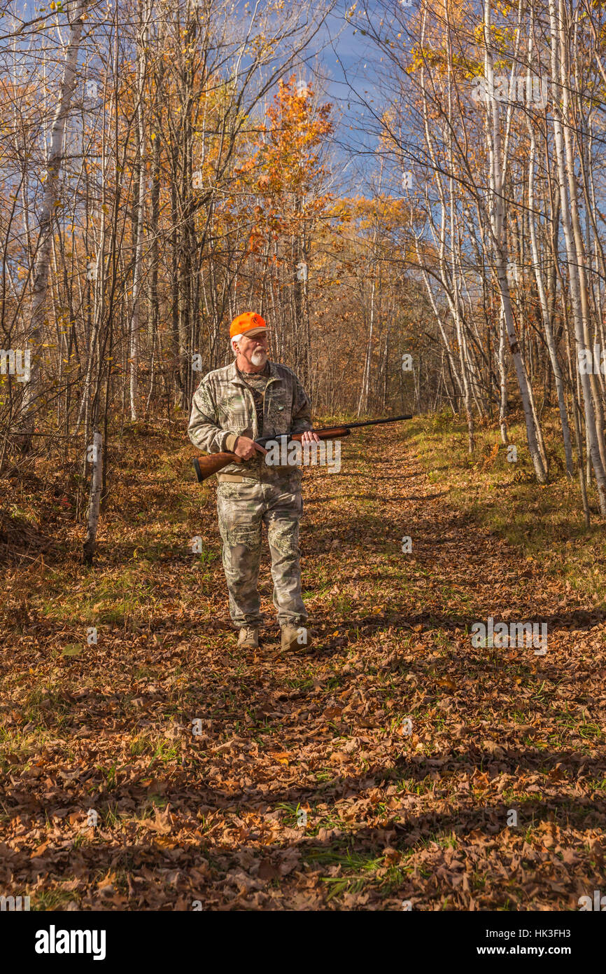 Ruffed grouse hunting in autumn Stock Photo - Alamy