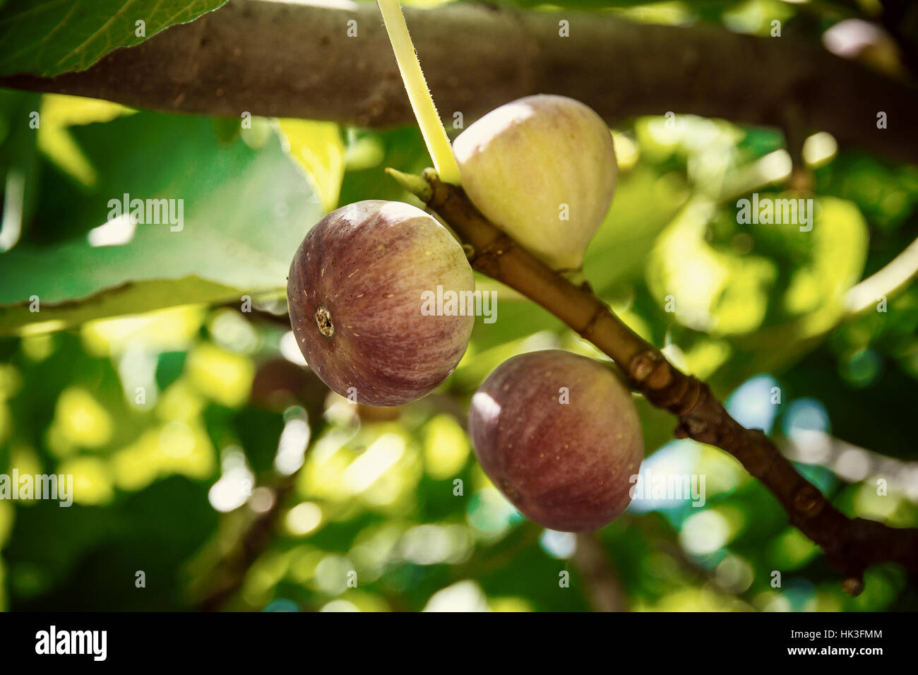 Dripping ripe fig on the tree, close up, soft focus Stock Photo - Alamy