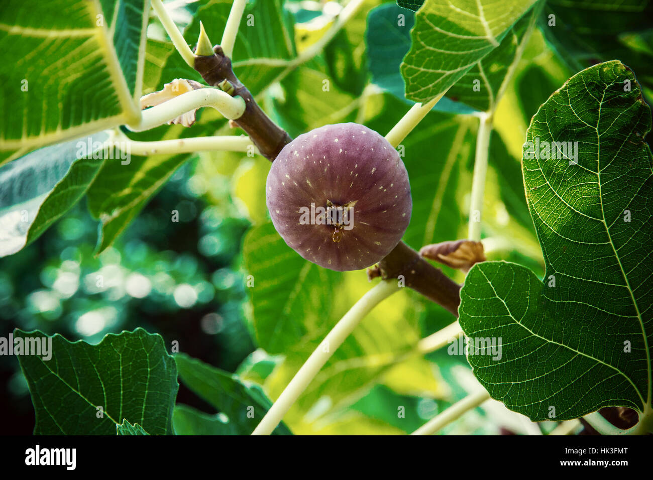 Fig tree background hi-res stock photography and images - Alamy