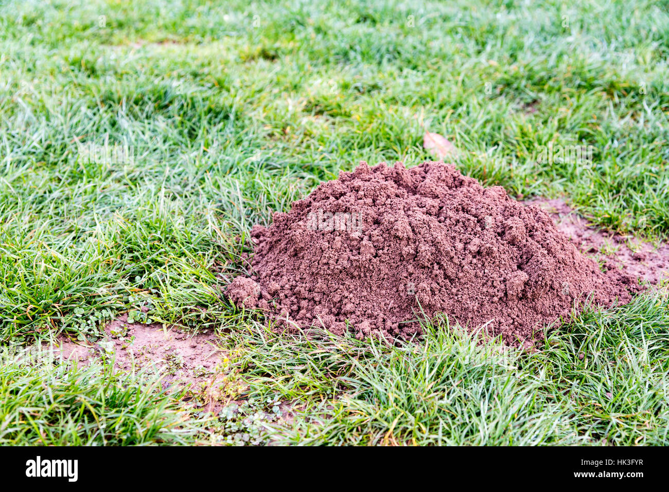 Mole hill molehills moles hi-res stock photography and images - Alamy
