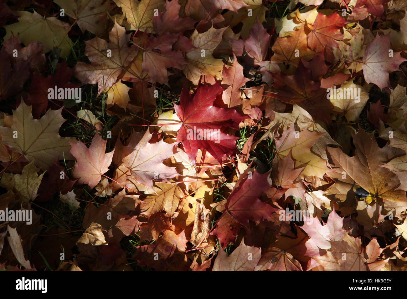 fall, autumn, leaf, object, colour, closeup, tree, green, new ...