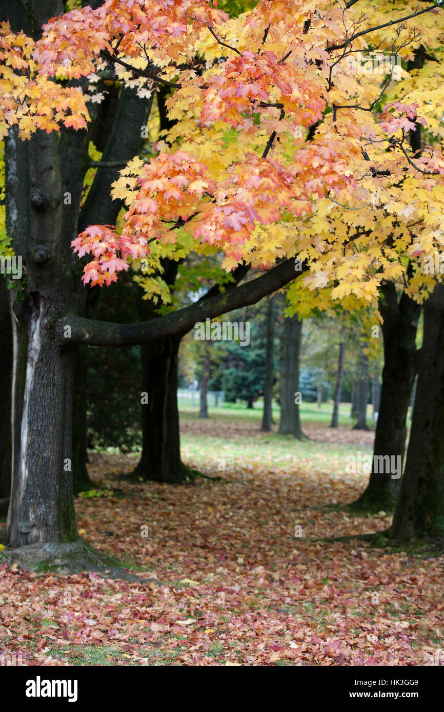 fall, autumn, walk, go, going, walking, leaf, colour, tree, park, new ...
