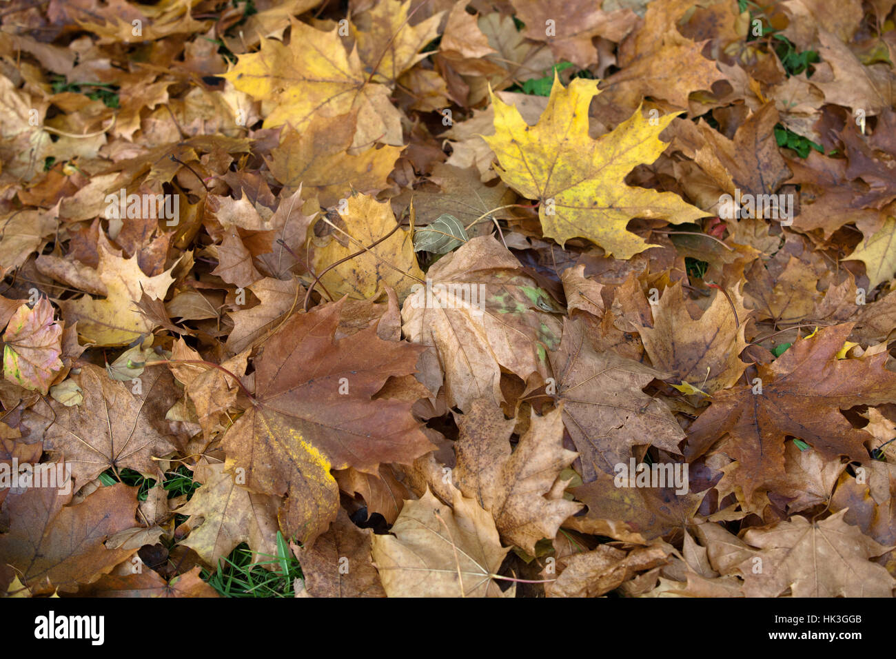 fall, autumn, leaf, object, colour, closeup, tree, green, new ...