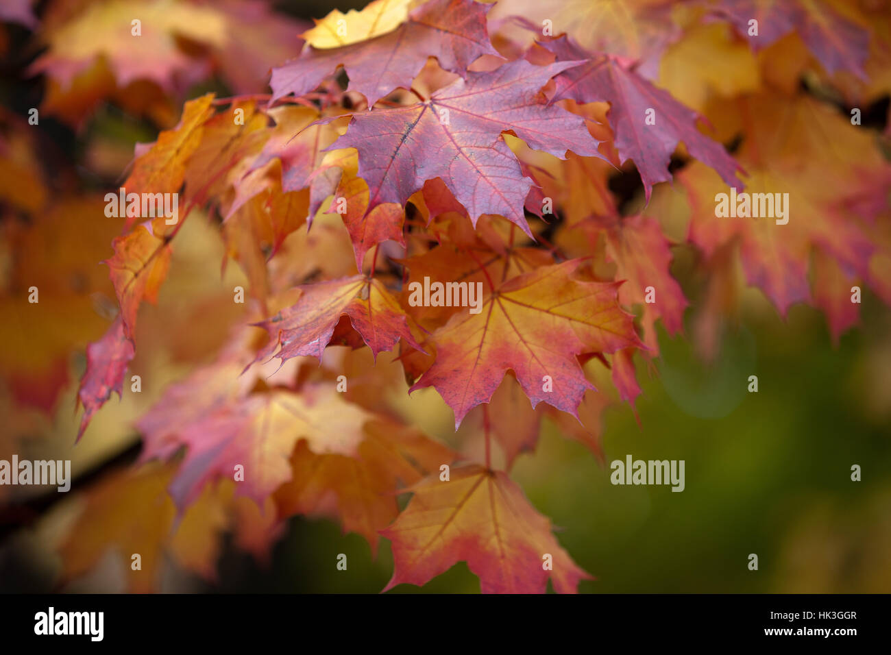 fall, autumn, leaf, object, colour, closeup, tree, green, new ...