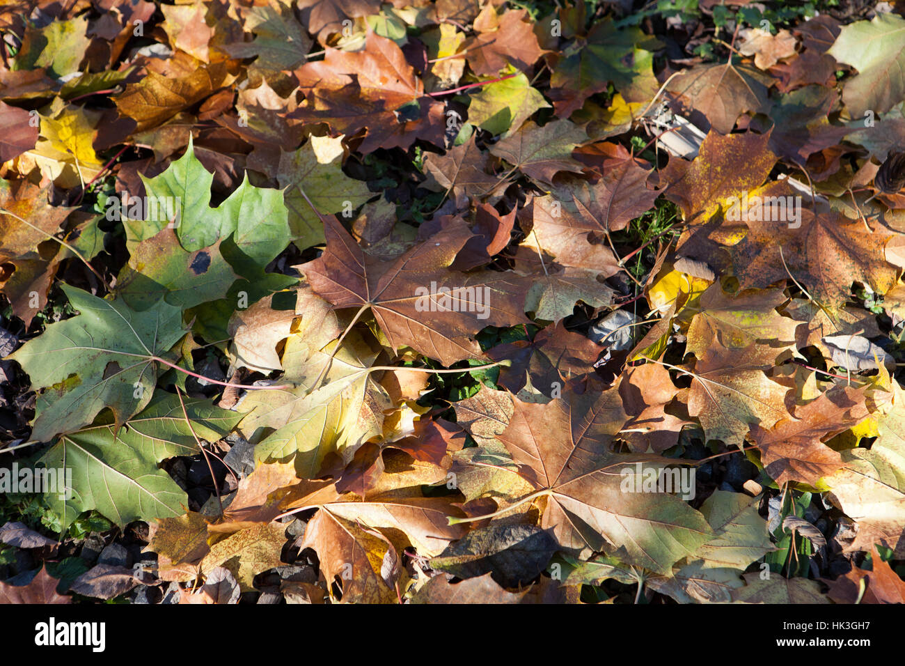 fall, autumn, leaf, object, colour, closeup, tree, green, new ...