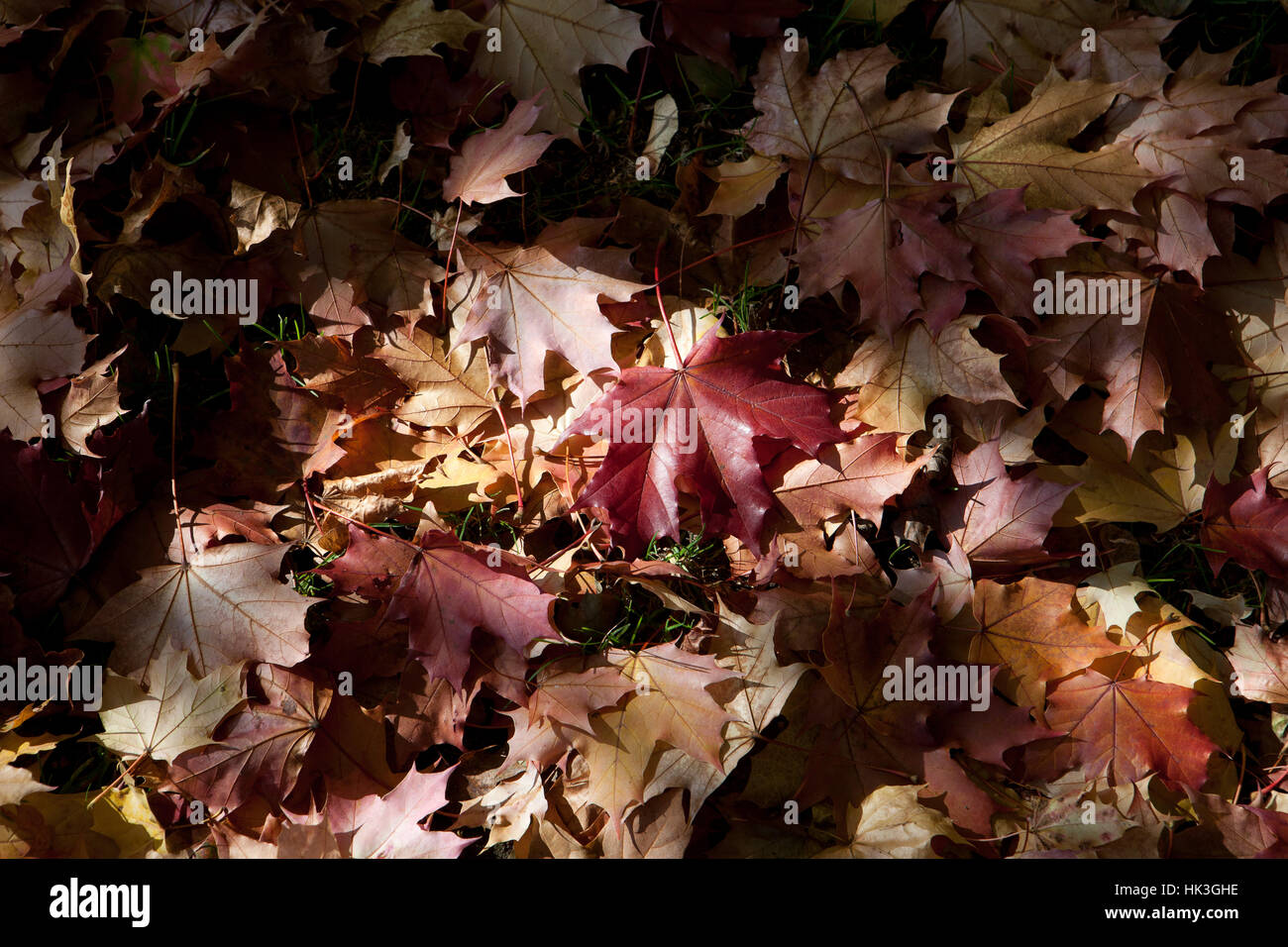 fall, autumn, leaf, object, colour, closeup, tree, green, new ...