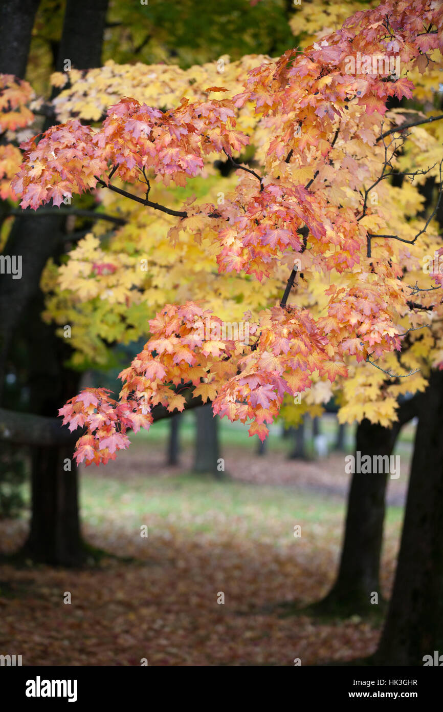 greek, ruins, roman, ancient, walk, go, going, walking, leaf, colour ...