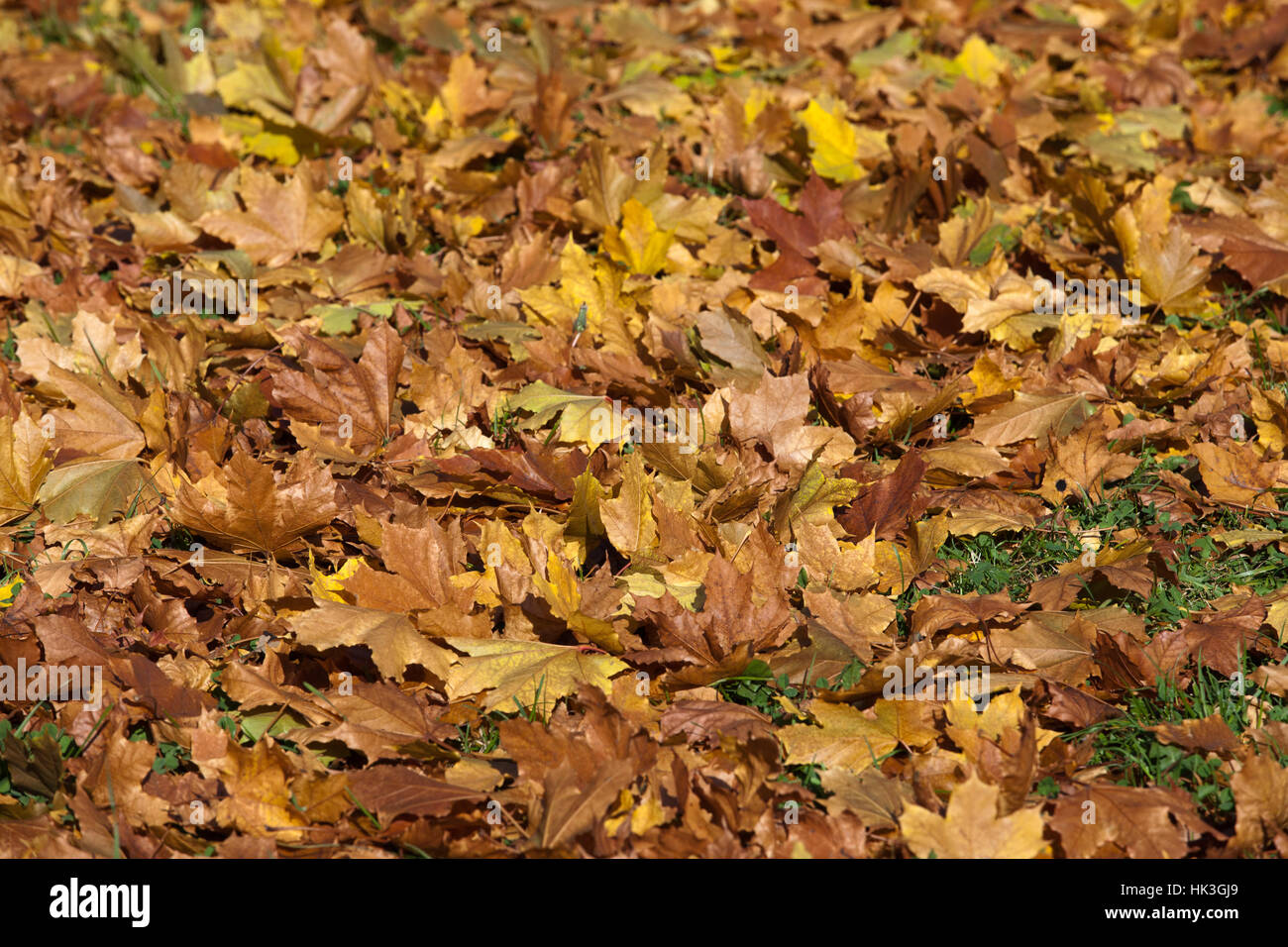 greek, ruins, roman, ancient, leaf, object, colour, closeup, tree ...