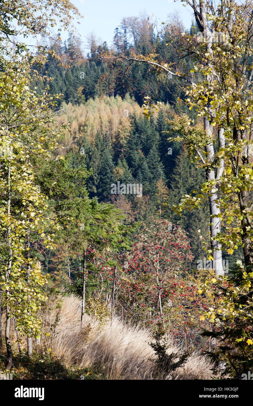 greek, ruins, roman, ancient, leaf, environment, enviroment, colour ...