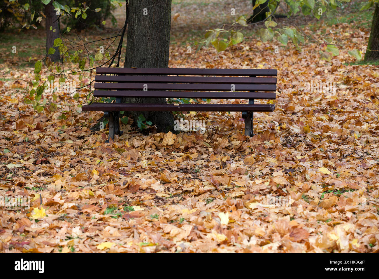 greek, ruins, roman, ancient, leaf, single, environment, enviroment ...