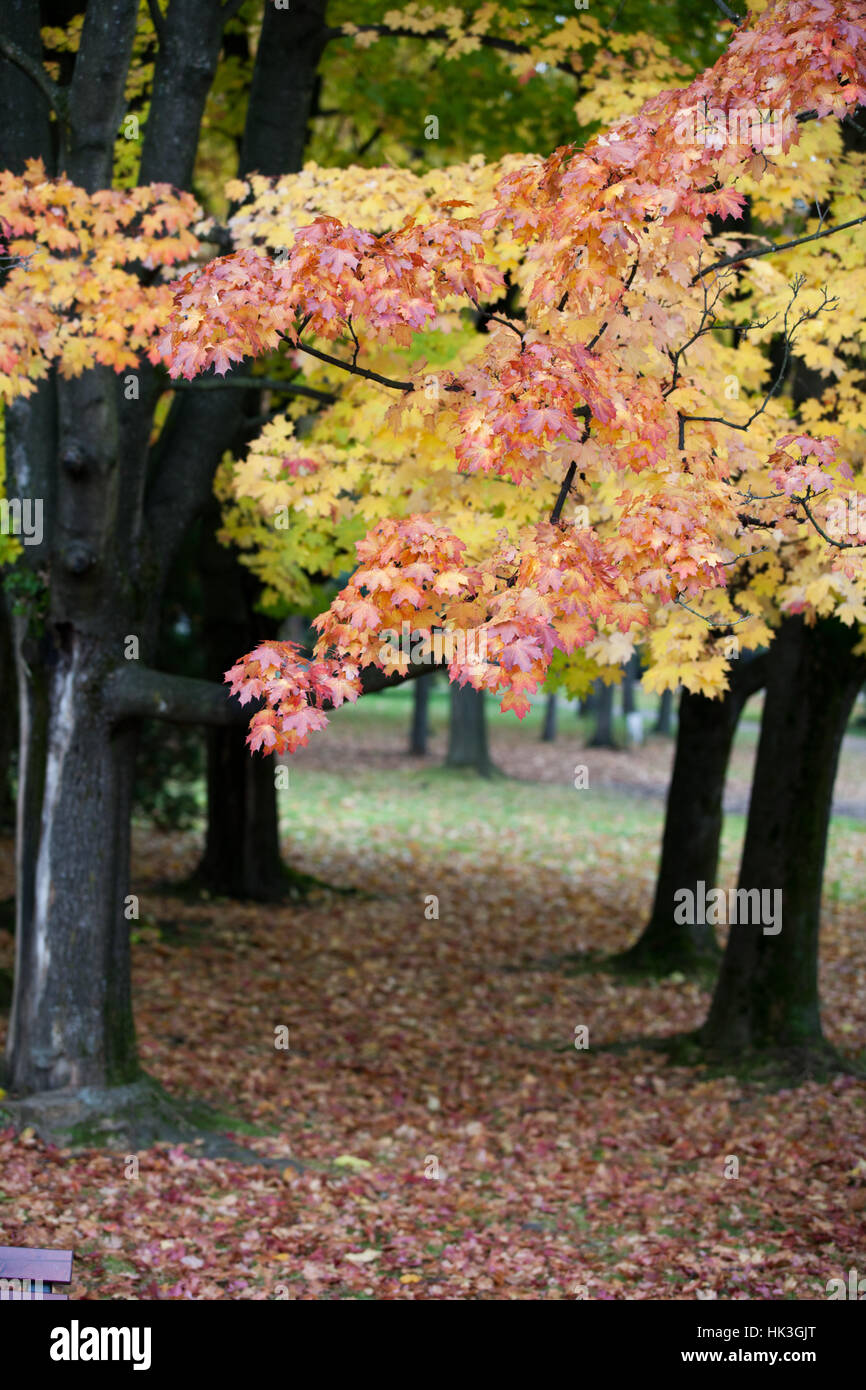 leaf, tree, fall, autumn, walk, go, going, walking, leaf, colour, tree ...
