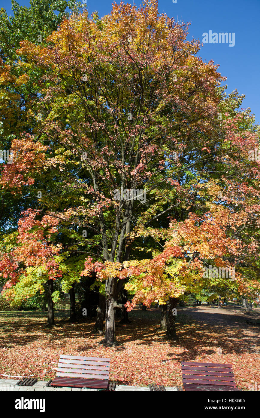 leaf, tree, fall, autumn, walk, go, going, walking, leaf, colour, tree ...
