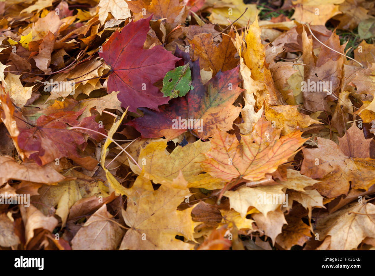 leaf, tree, fall, autumn, leaf, object, colour, closeup, tree, green ...
