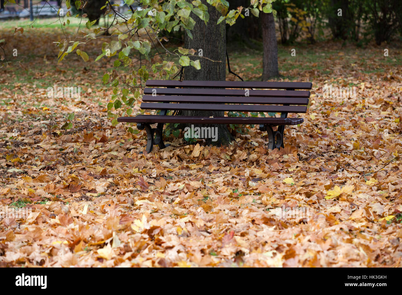leaf, tree, fall, autumn, leaf, single, environment, enviroment, colour ...