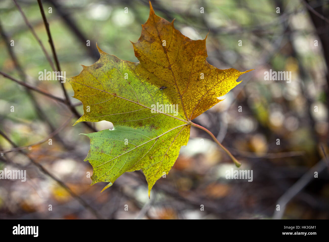 leaf, tree, fall, autumn, leaf, object, colour, closeup, tree, green ...