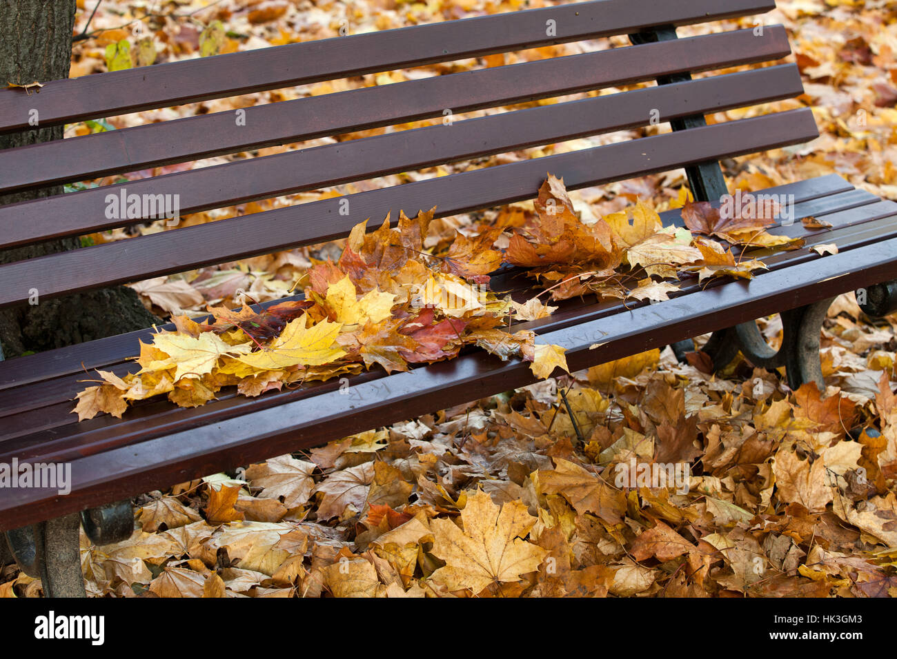 leaf, tree, fall, autumn, leaf, single, environment, enviroment, colour ...