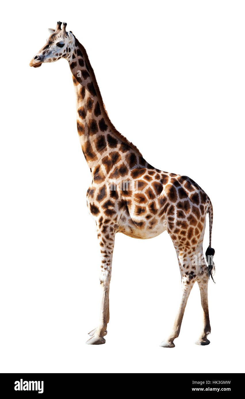 isolated, giraffe, white, profile, culture, isolated, closeup, animal ...