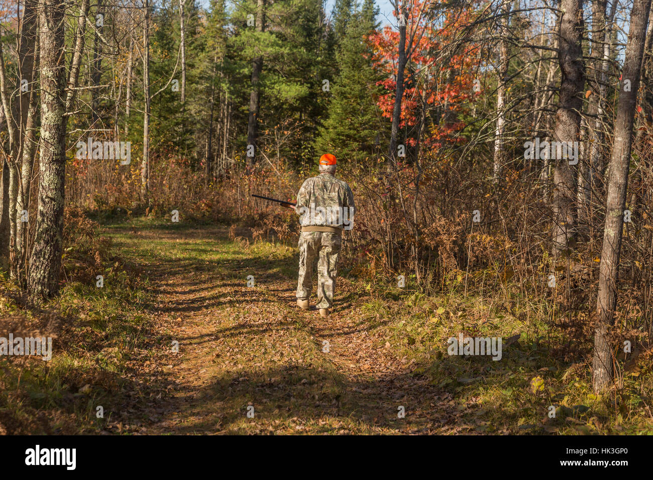 Ruffed grouse hunting in autumn Stock Photo - Alamy