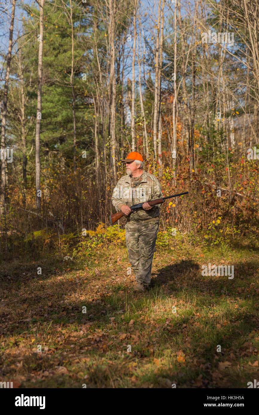 Ruffed grouse hunting in autumn Stock Photo - Alamy