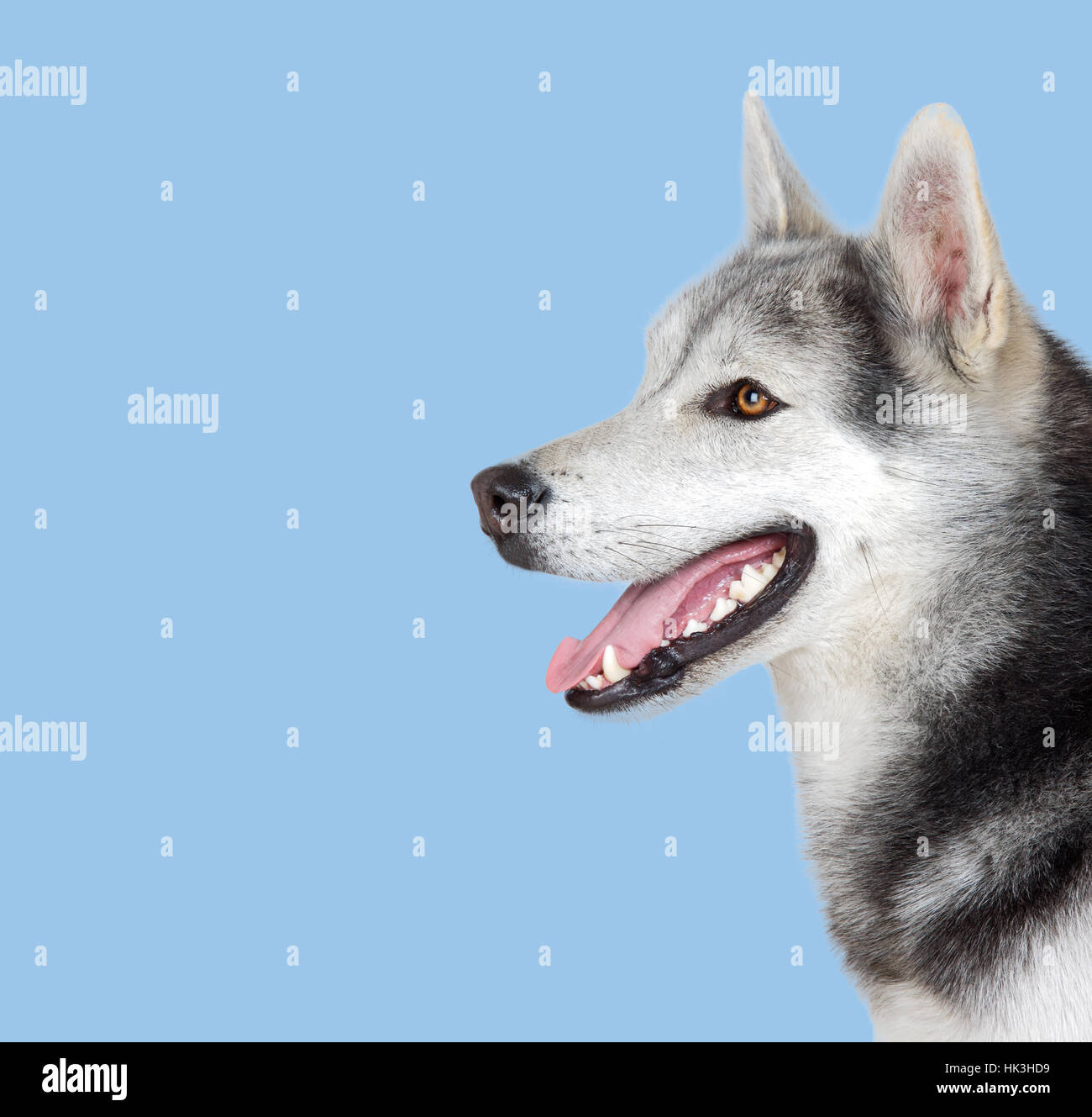 Wolf hound model hi-res stock photography and images - Alamy