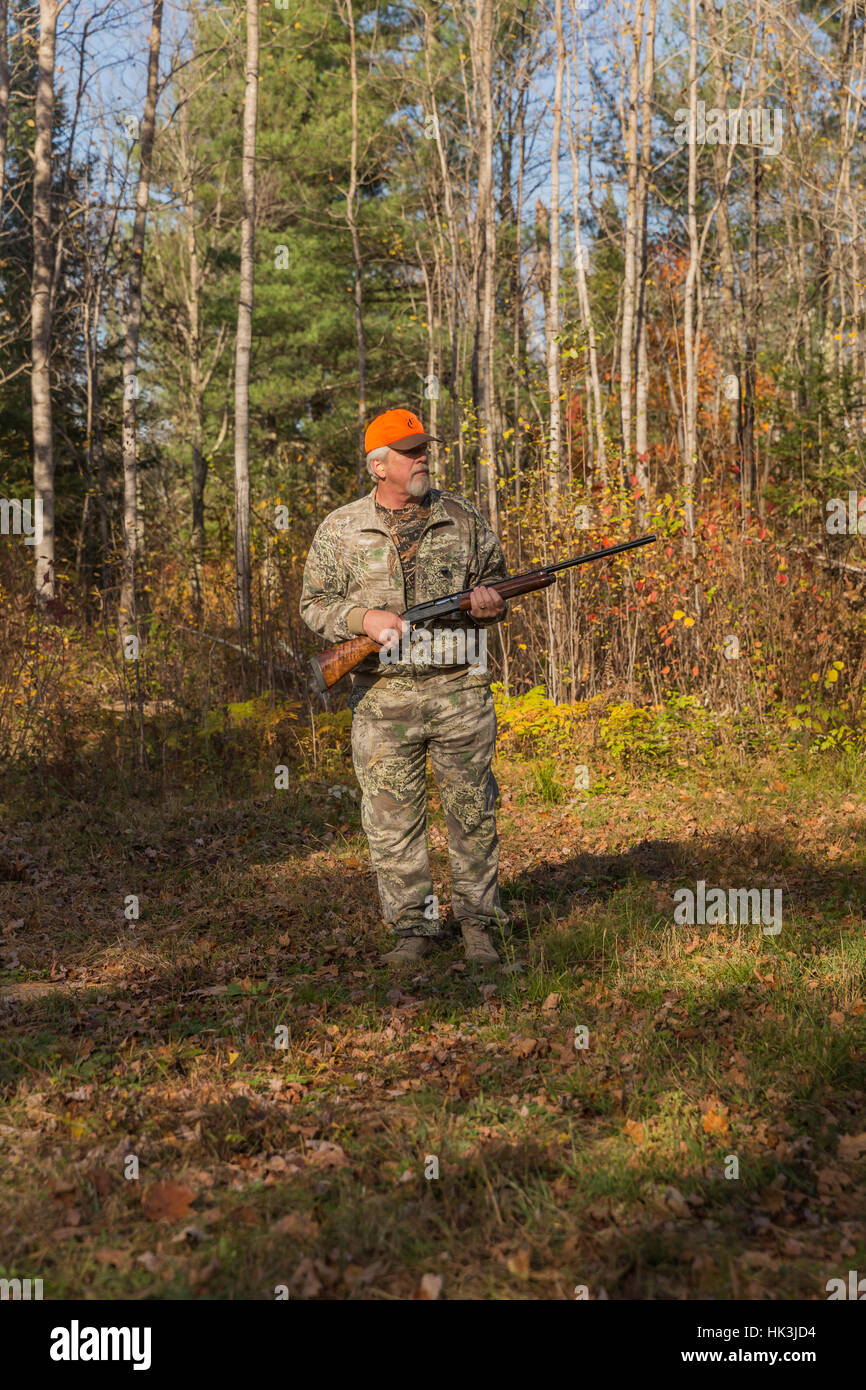 Ruffed grouse hunting in autumn Stock Photo - Alamy