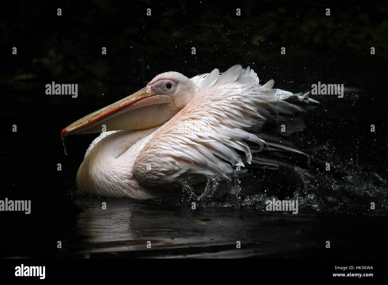 bird, birds, waterfowls, waterfowl, bathing, drop, drip, drops, seeping ...