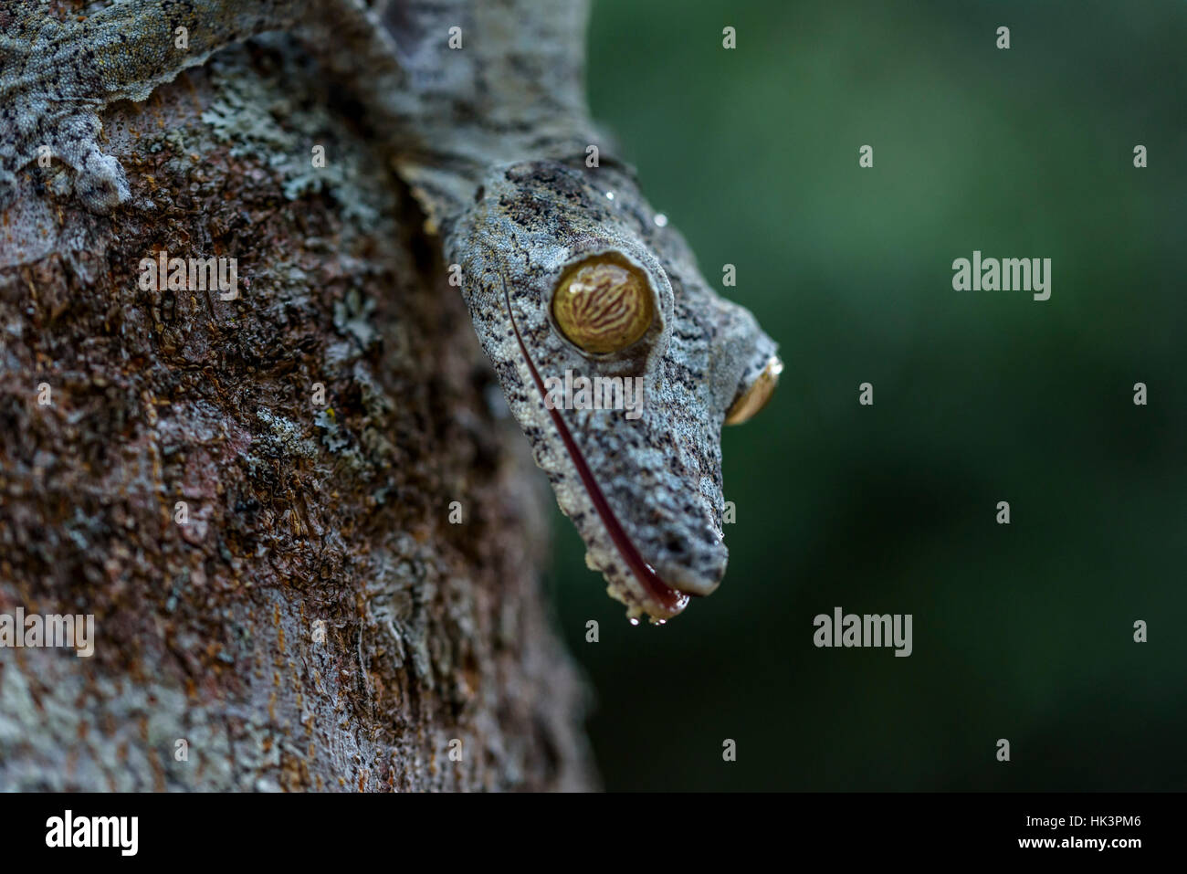 A Uroplatus gecko. Nocturnal gecko's who spend most of daylight hanging ...