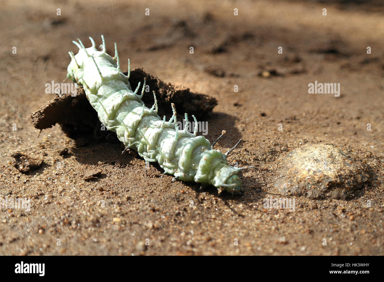 animal, insect, caterpillar, herbivore, larva, leaf, macro, close-up ...