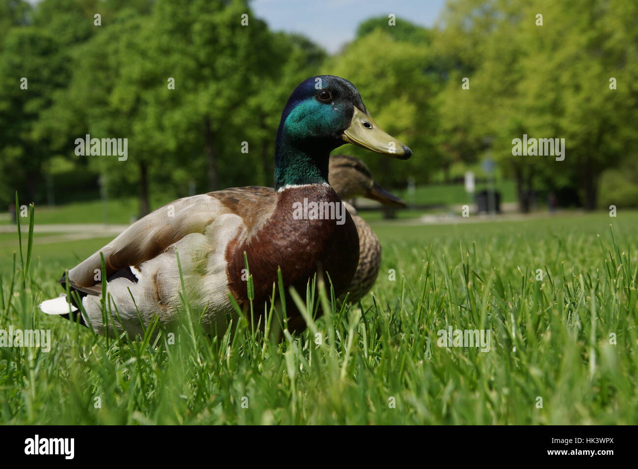 Mnnliche ente hi-res stock photography and images - Alamy