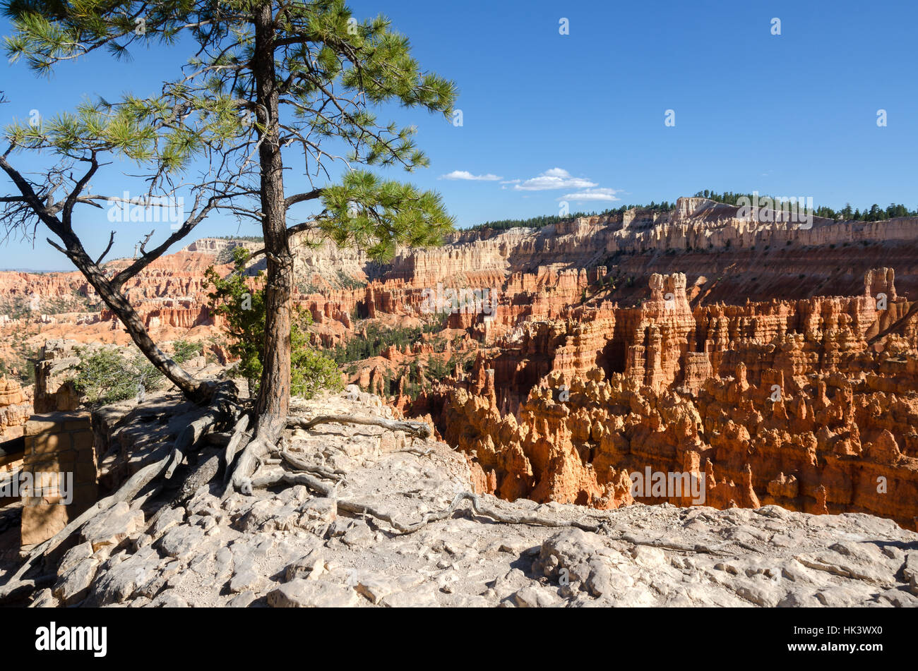 environment, enviroment, tree, america, plateau, environment ...
