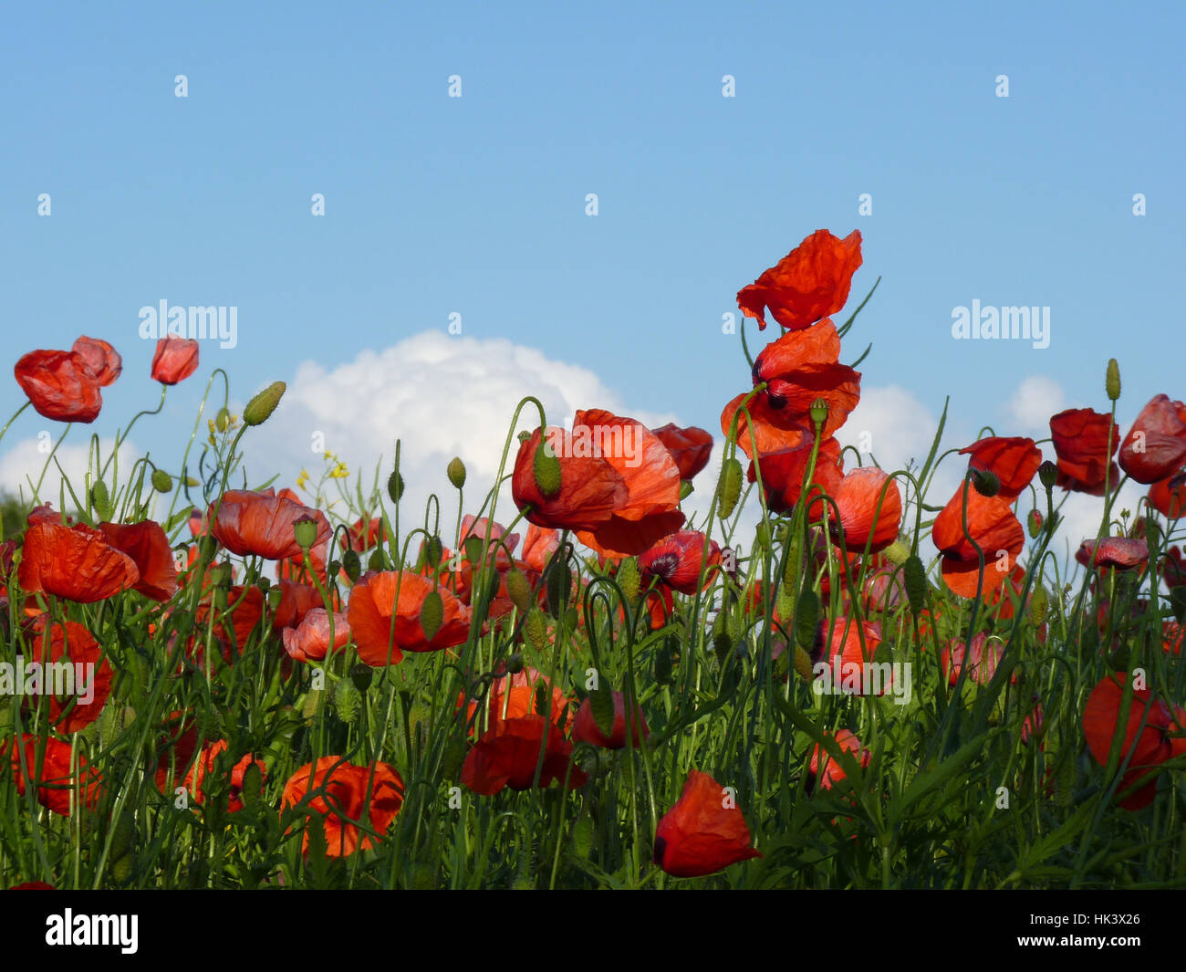 poppy with cloud Stock Photo - Alamy